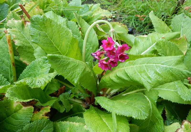 Surprise! A Tiny Primrose