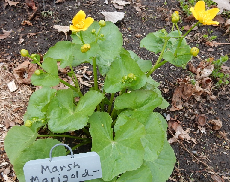 Flowers Are Increasing by the Day