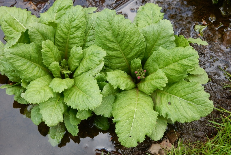The First Primrose of This Year