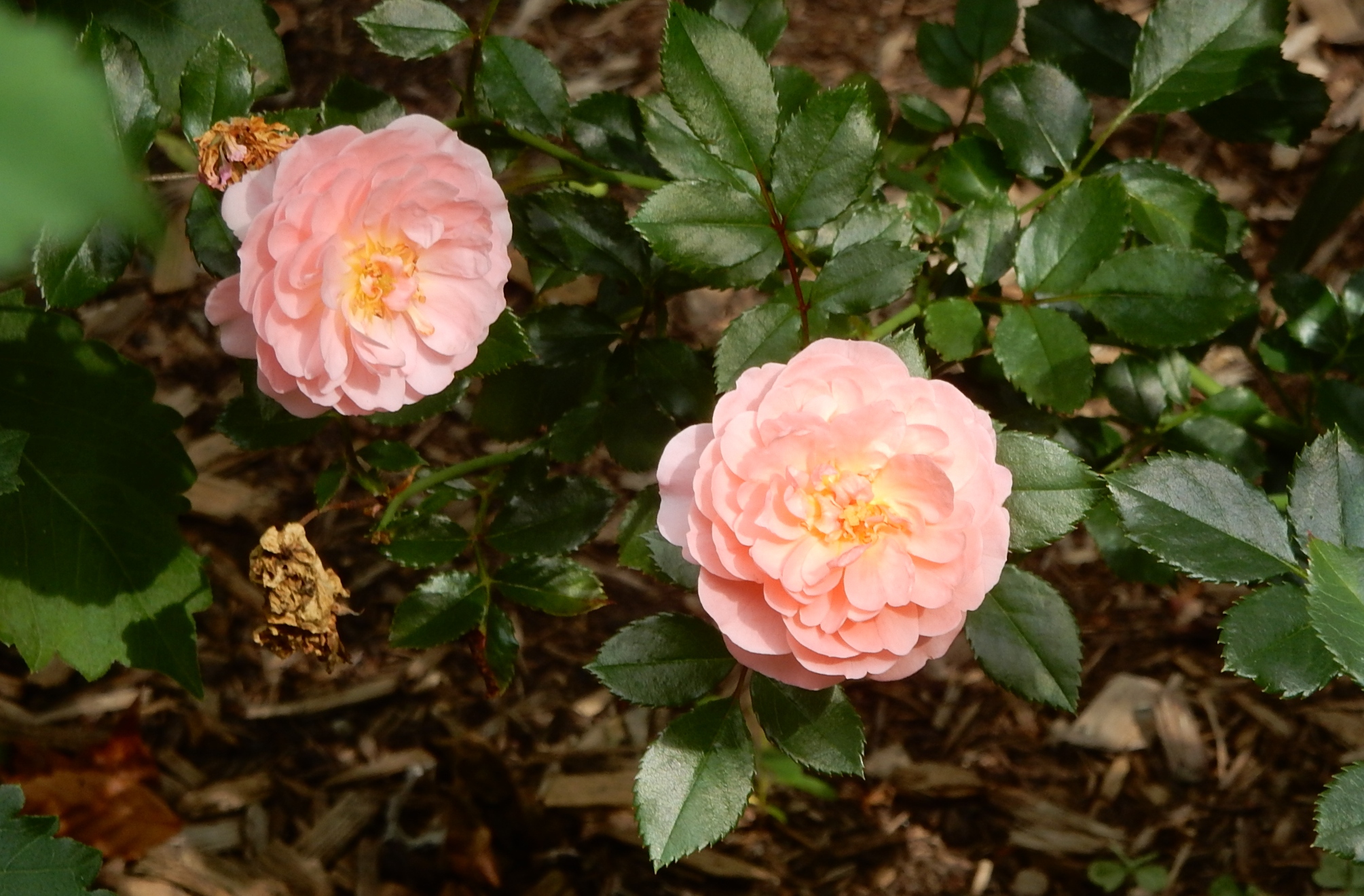 9-16-2025 Pink Roses - Commonweeder